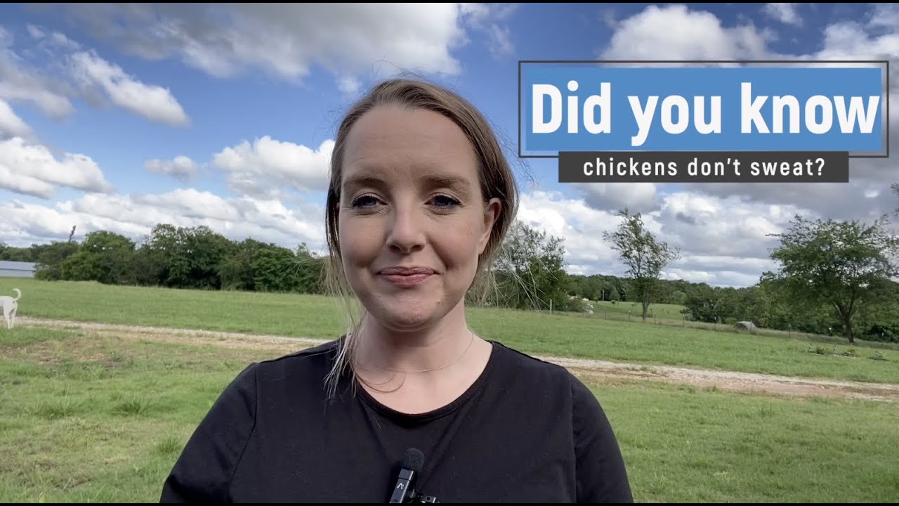 Choosing Chickens: Which Breeds Handle Summer Weather Best