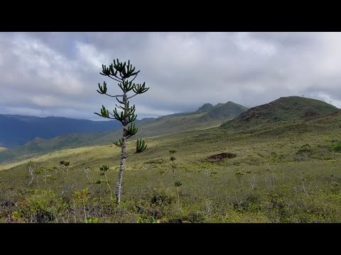 TREES AREN'T REAL | 'SEARCH TERMS'