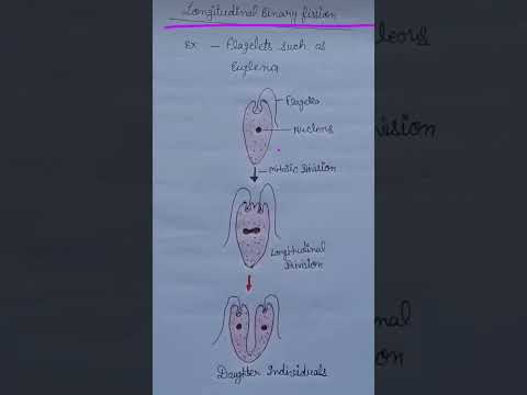 Longitudinal binary fission in Euglena