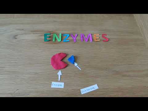 The Effect of Temperature on Enzymes