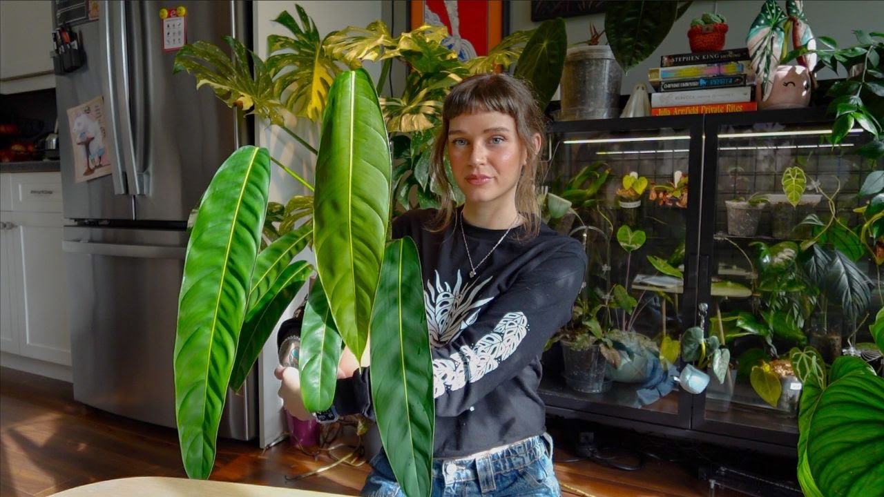 choosing 3 plants from each genus to create the PERFECT houseplant collection 🌿