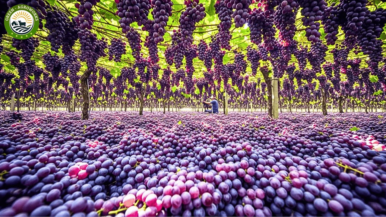 How Million of Japanese Grapes Are Grown and Harvested – Inside Japan’s Famous Grape Farms