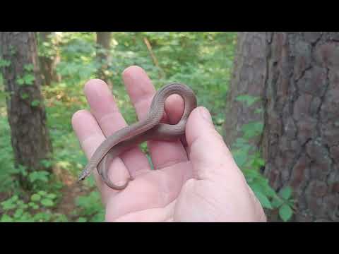 Smooth Earth Snake discussion - Kentucky - July 2023