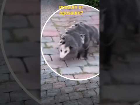 Possum vs Opossum! #possum #opossum #animalfacts #possums #opossums #animals #animallover #animal