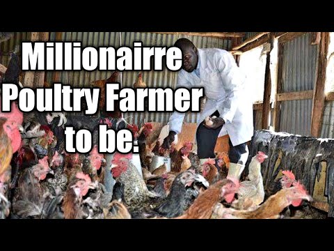 MILLIONAIRE CHICKEN FARMER TO BE. How to start chicken farming and be Successful