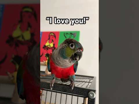 I think Charlie loves me 😂 Crimson Bellied Conure