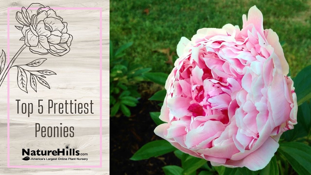Top 5 Prettiest Peonies | NatureHills.com