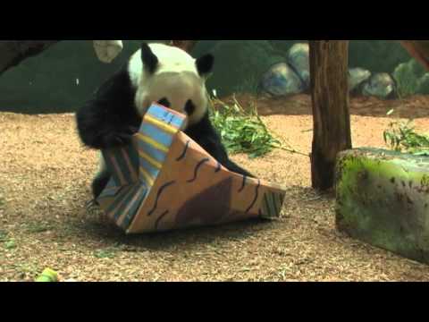 Giant Panda - Zoo Atlanta