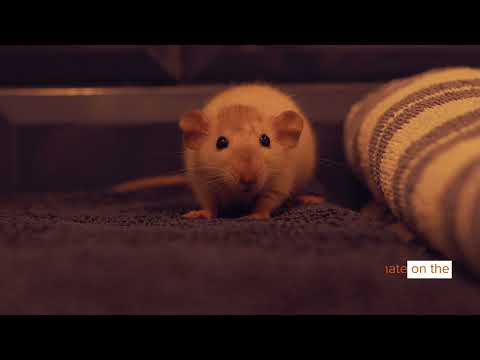 What Is A Pack Rat? Do They Make Good Pets For People?