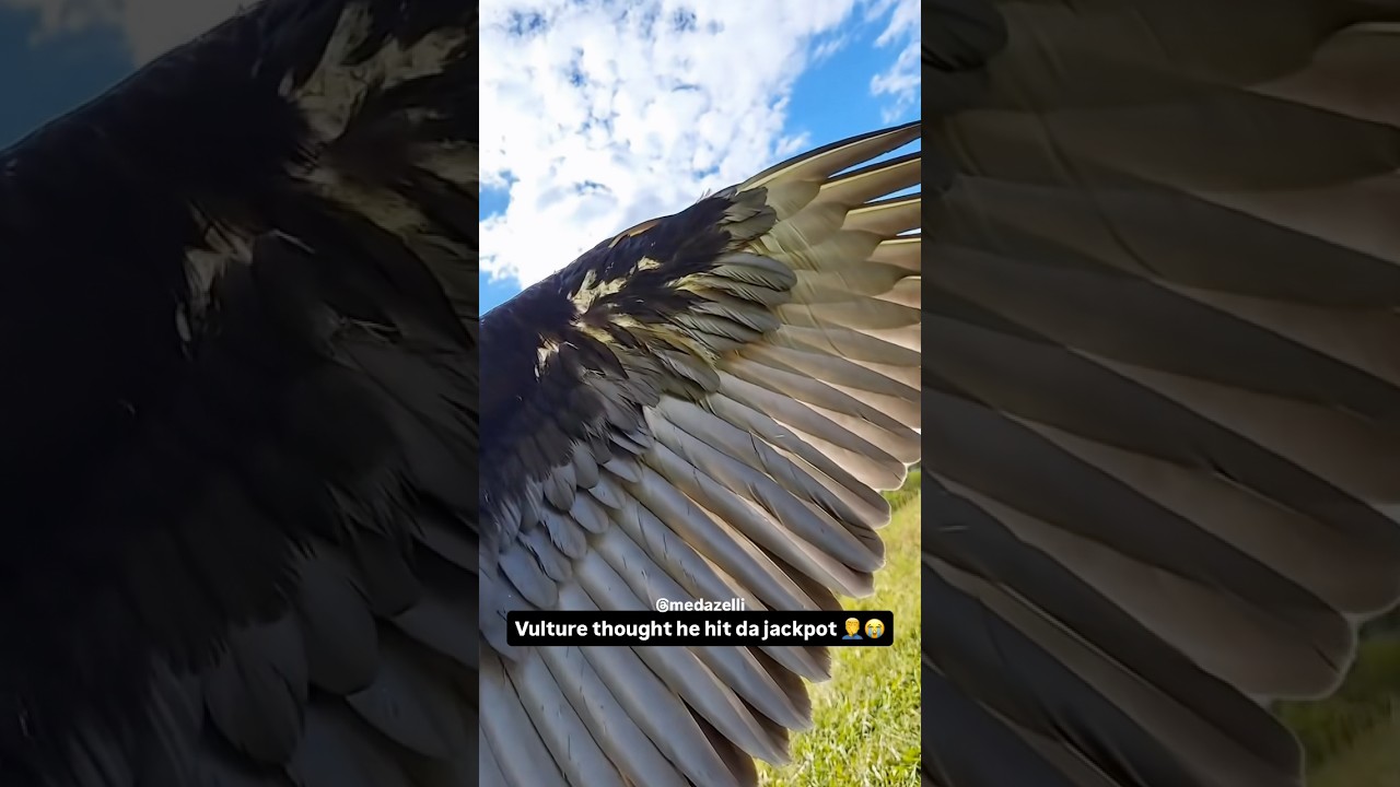 I Almost Got Eaten By A Vulture 💔