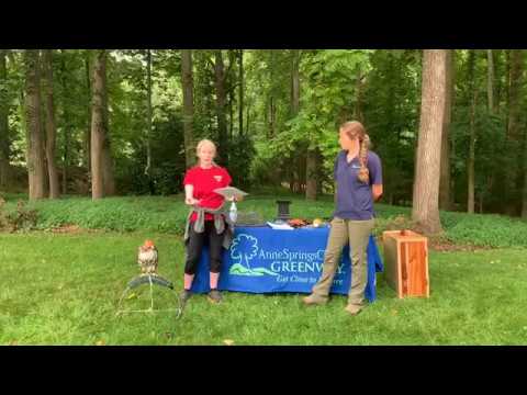 Virtual Speaker Series: Falconry