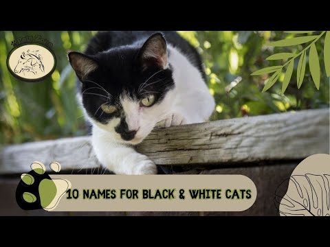 10 beautiful names for black & white cats | Pets Zone