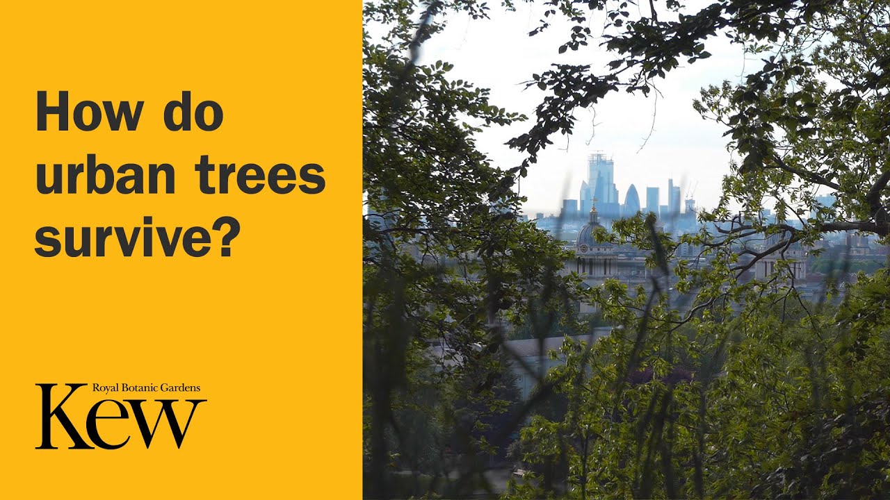How do urban trees survive?