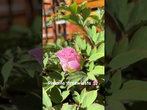Piwonia drzewiasta Różowy kwiat, bylina, maj, ogród #beautiful #amazing #gardening #garden #ogródek
