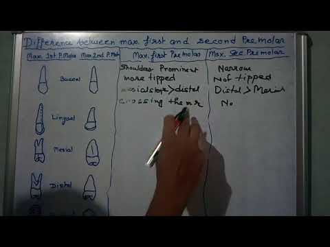 Difference between maxillary first and second premolar