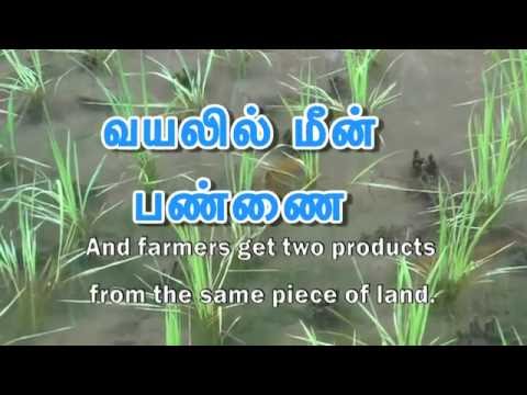 Fish and Rice mixed farming in China