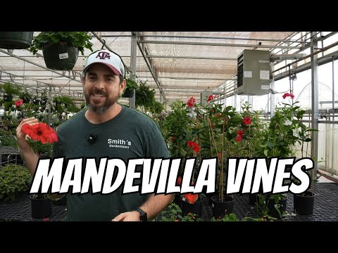 Mandevilla Vines