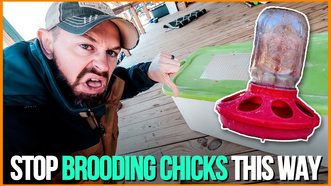 STOP brooding chicks THIS WAY  {FARM HACK}