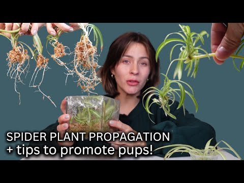How To Propagate Spider Plants the Correct way from Start to Finish COMPLETE PROCESS