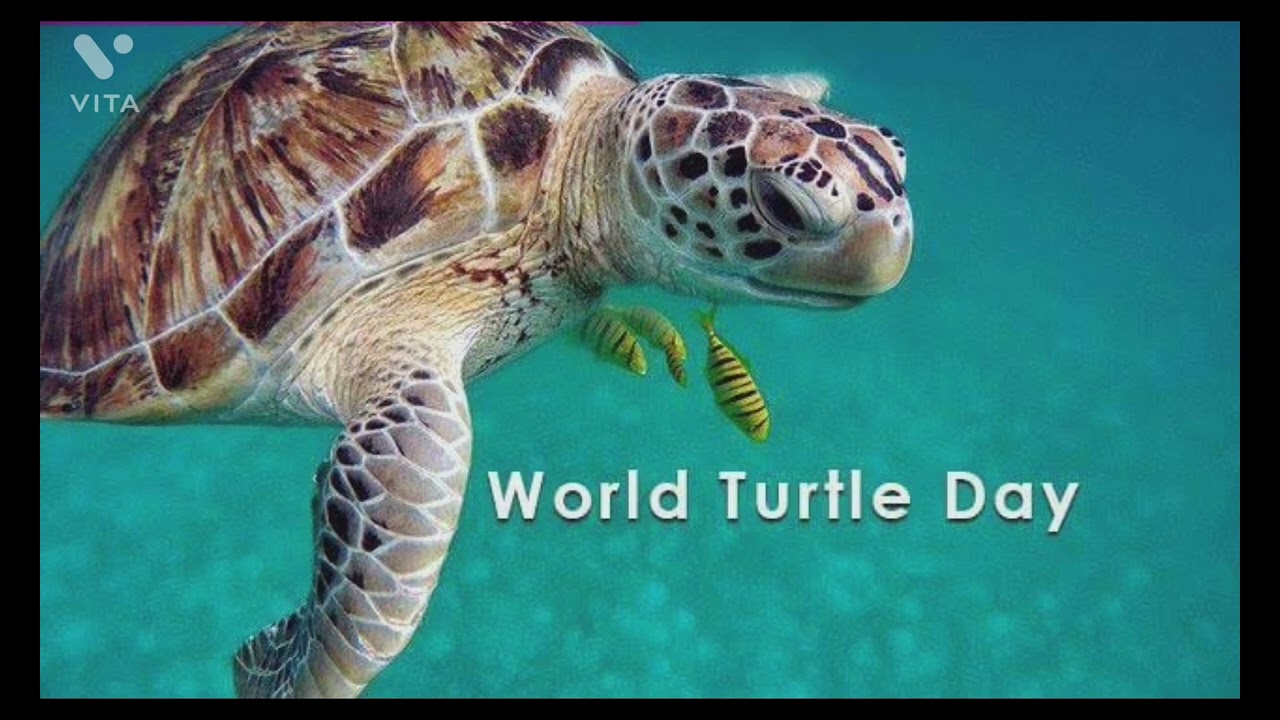 May 23 | World Turtle Day  | Hello Calendar |