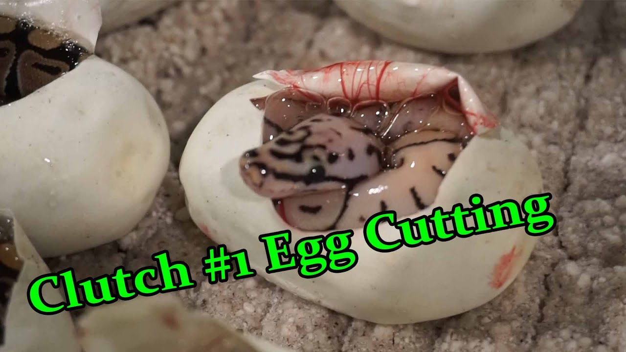 Cutting Ball Python Clutch #1 TSK Axanthic Clown (Part 1)