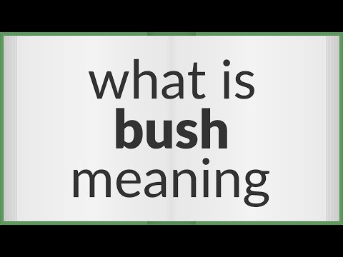 Bush | meaning of Bush