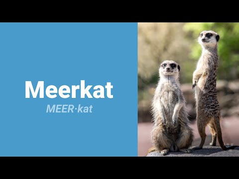 How to Pronounce Meerkat?