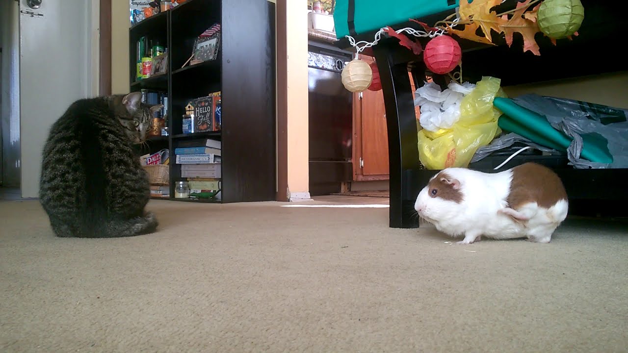 Guinea Pig Meets Cat #Cat #Animals #GuineaPig #unlikelyfriends