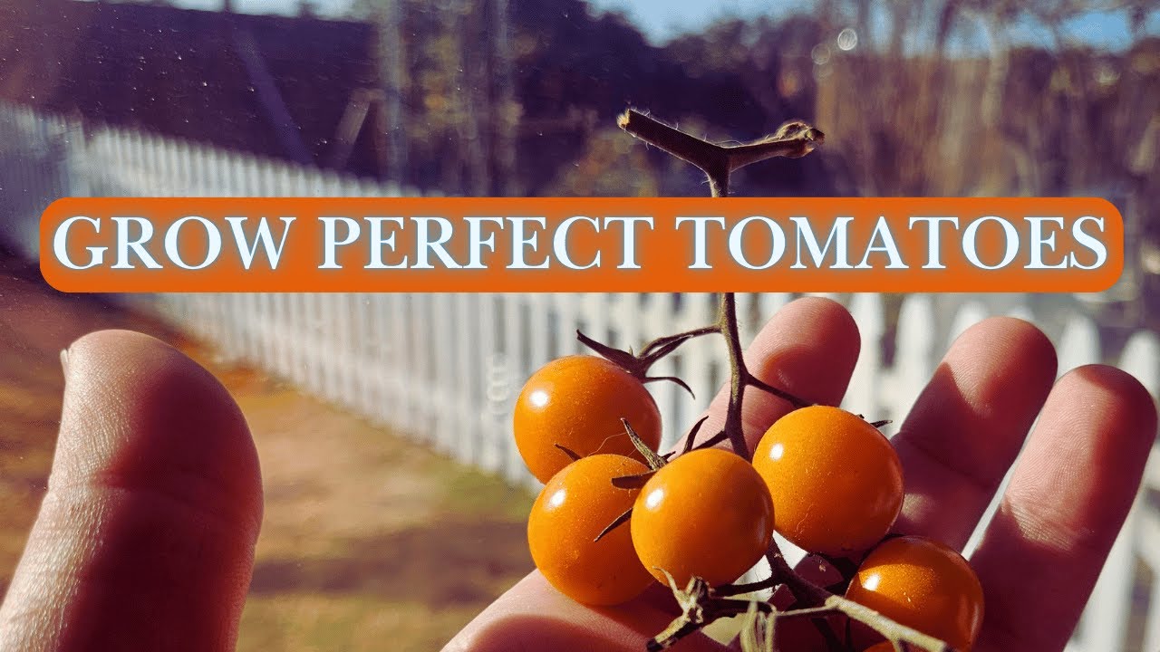 My Fool-Proof Method For Starting Tomato Plants From Seed