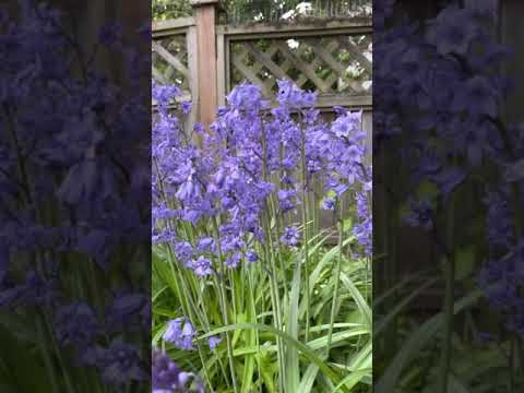 #spanishbluebells Spanish Blue Bells flowers. #shorts