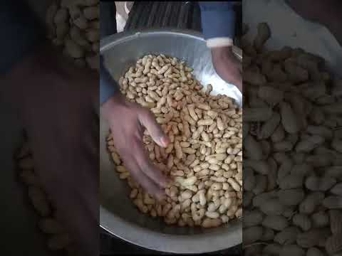 Groundnut Shells at Best Price in India