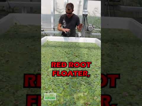 Red Root Floaters are tiny and won't grow - Plants, Algae, and Fertilizers - C.A.R.E.
