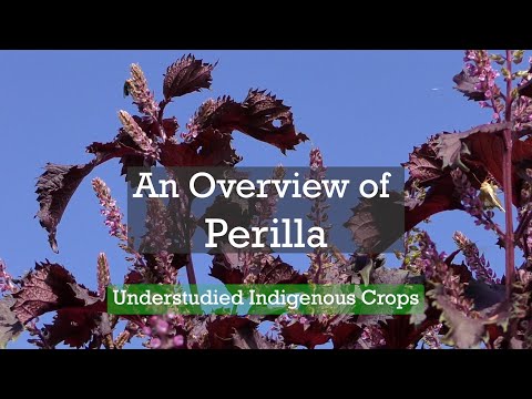 An Overview of Perilla | Understudied Indigenous Crops
