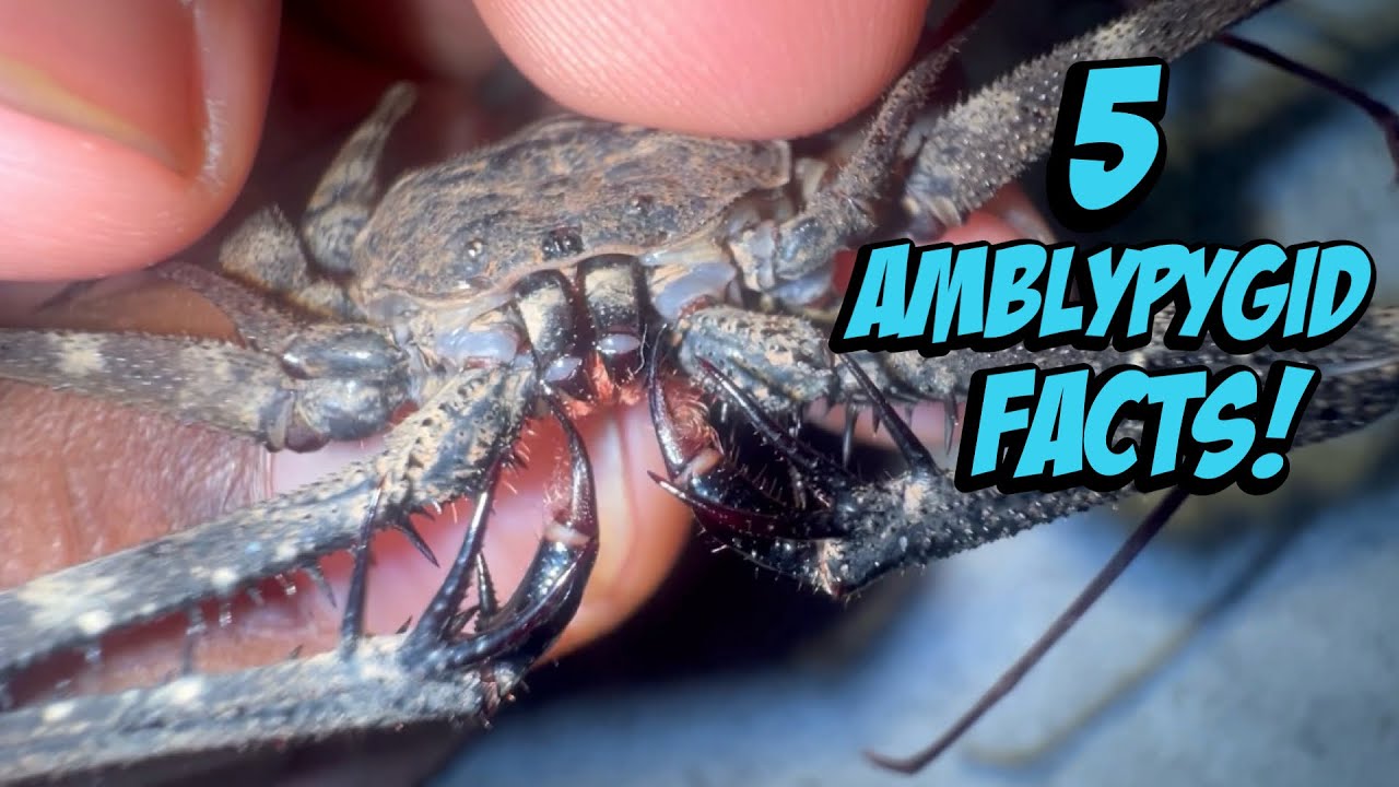 5 Facts About Amblypygids!