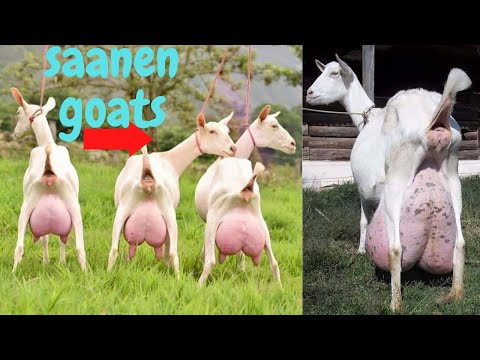 The correct way to milk the Sannen goats manually .