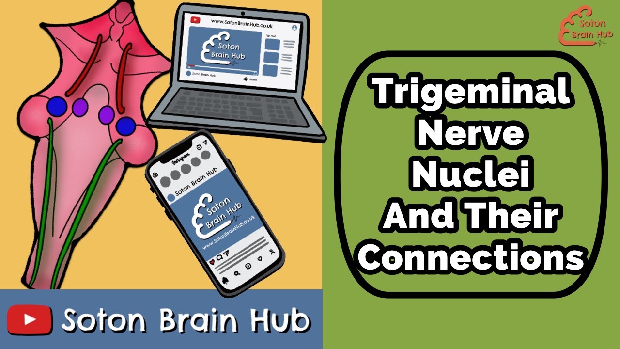 Trigeminal Nerve Nuclei And Their Connections