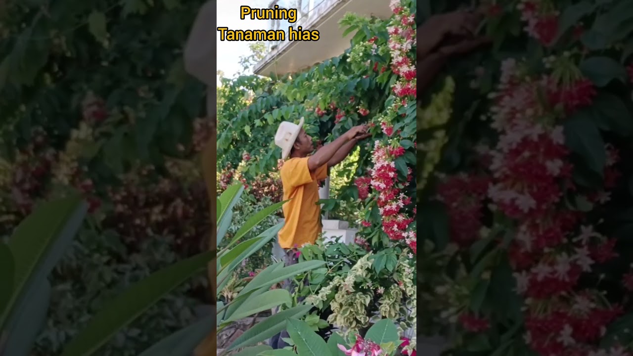 Bunga Melati Belanda #asmr #gardener #gardening @Bapakedesy