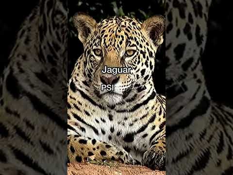 Highest Bite Force(PSI) In Animals #shorts #animals #biteforce #psi #nature