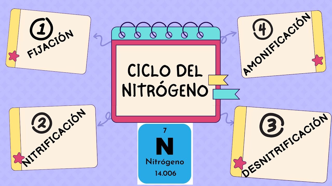 NITROGEN CYCLE AND ITS STAGES (Fixation, Nitrification, Ammonification and Denitrification)