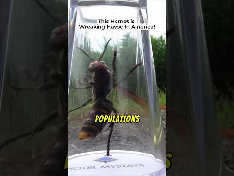 This Giant Hornet is Wreaking Havoc in America! Asian Giant Hornet 🐝