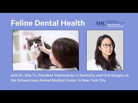 Feline Dental Health