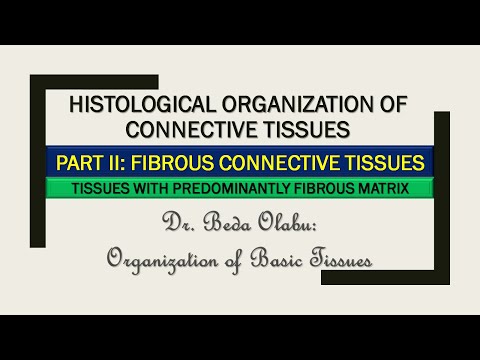 HISTOLOGICAL ORGANIZATION OF CONNECTIVE TISSUES PART II: THE FIBROUS CONNECTIVE TISSUES