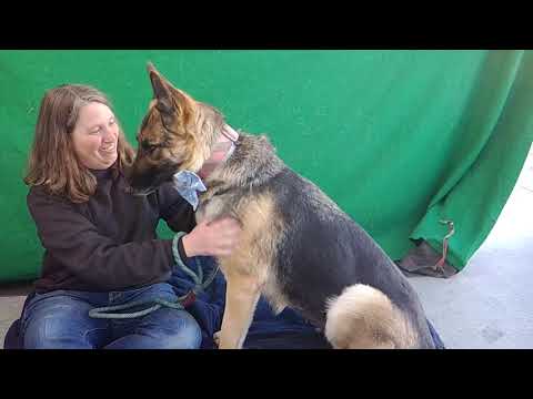 A5343680 Julie | German Shepherd