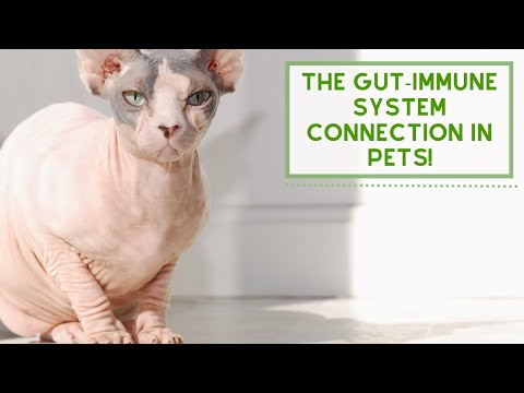 The GUT-IMMUNE SYSTEM Connection in Pets!