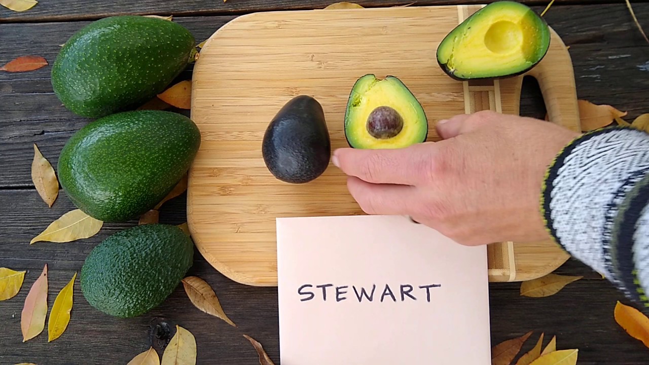 Stewart avocado: a profile