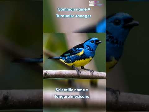 Scientific name of Turquoise tanager with image