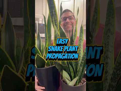 Easiest Snake Plant propagation. Follow these steps to grow your own! #houseplants #plants