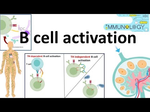 B cell activation