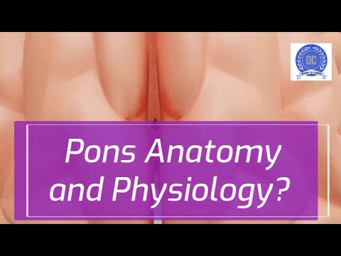 What is Pons?