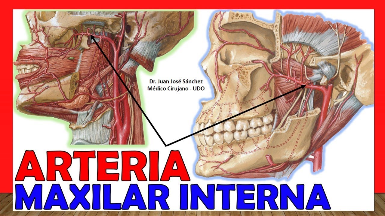 🥇 ARTERIA MAXILAR INTERNA. Anatomía. ¡Explicación Sencilla!